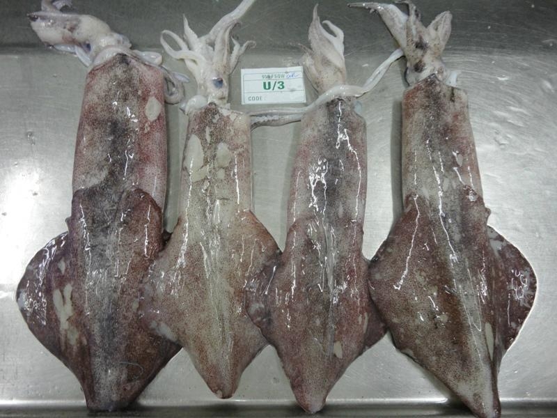 Loligo Squid (Canada Trading Company) - Aquatic Products - Processed ...