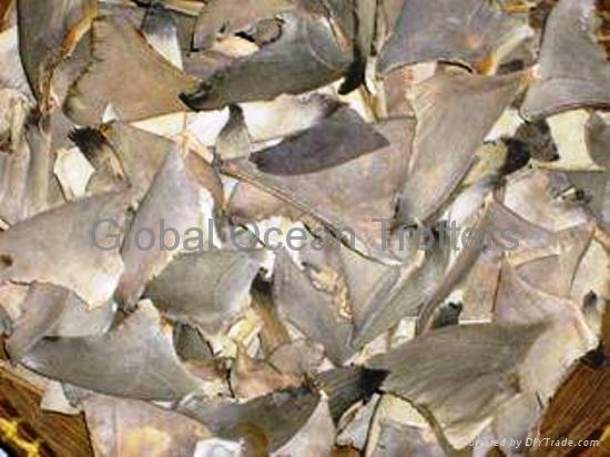 DRIED SHARK FIN - DSF9021 - SHARK FINS (Cameroon Manufacturer ...