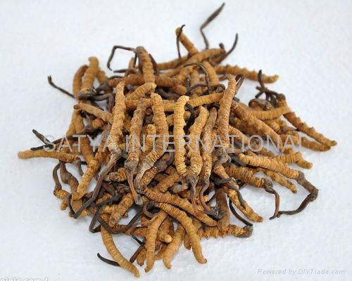 cordyceps sinensis - Nepali Yarsagumba (Nepal Manufacturer) - Other ...