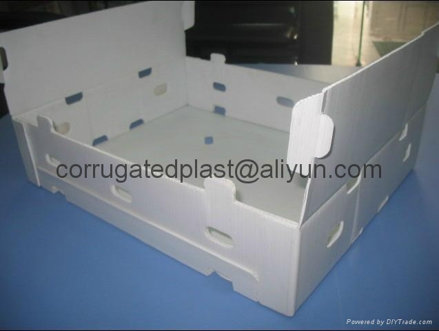 Correx Board - 2440x1220mm - TFL-CORREX (China Manufacturer) - Printing ...