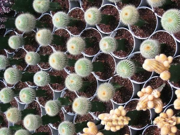 Catus (China Manufacturer) - Flowers & Plant - Gardening Products ...