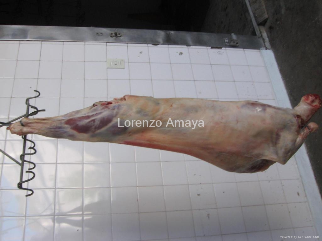 Whole Frozen Mutton 6 way Cut ( IWP ) (Argentina Manufacturer) - Meat ...