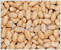 Roasted peanut - 7/9 - taidong (China Manufacturer) - Bean Products ...