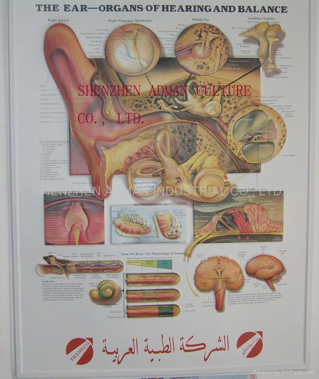 EAR 3D RELIEF WALL MEDICAL/PHARMA CHART/POSTER - QM-199--198 - PRETTY ...