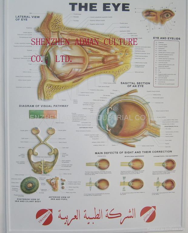EYE 3D RELIEF WALL MEDICAL/PHARMA CHART/POSTER - QM-199--198 - PRETTY ...