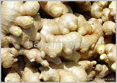 Ginger P.E. - Haoxiang Bio (China Manufacturer) - Plant Extract ...