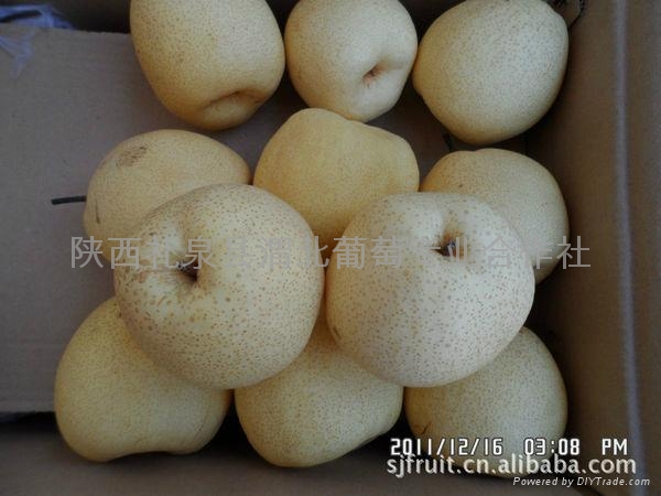 Ya Pear, Su Pear, Golden Pear - 897-032 - SU PEAR (China Services or ...