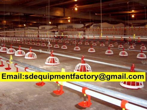 SD automatic poultry feeding system - sdpoultry - sdpoultry (China ...
