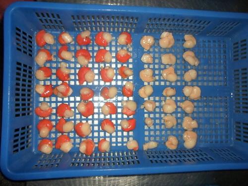 Scallop meat roe on, roe off (China Trading Company) - Aquatic Products ...