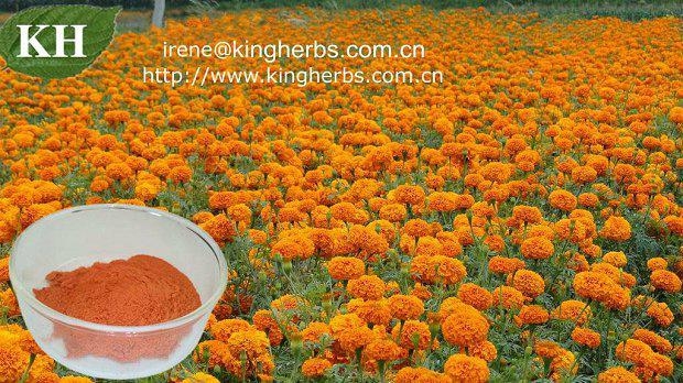 Pure Natural Marigold Extract Lutein 5%-80% - CAS:127-40-2 - Kingherbs (China Manufacturer ...