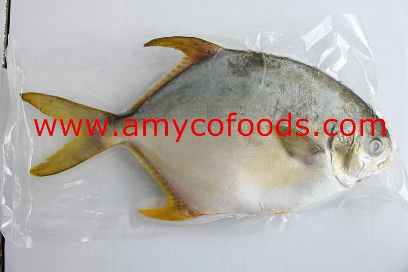 Golden Pompano High Quality good price - Amyco (China Manufacturer ...