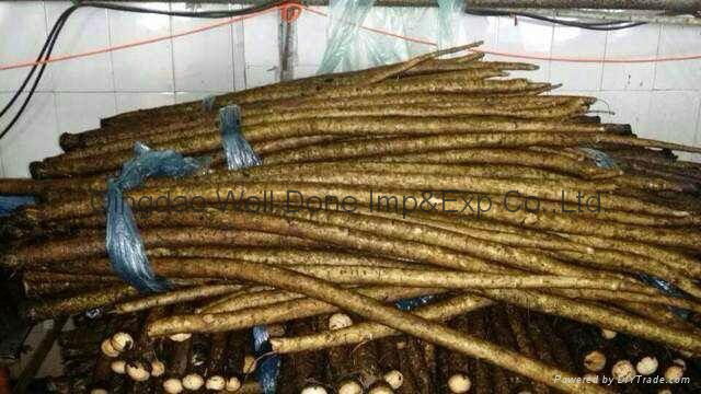 fresh burdock chinese (China Trading Company) - Fresh Vegetables ...