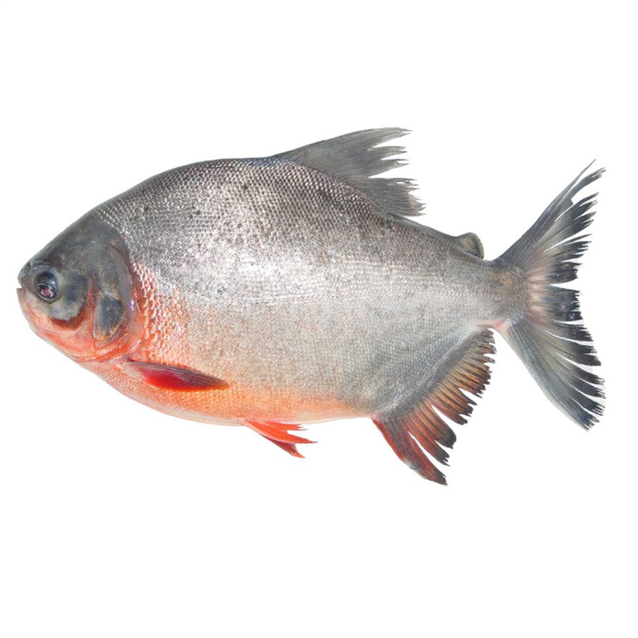 Red Pomfret - China - Manufacturer - Product Catalog - boyuan foods
