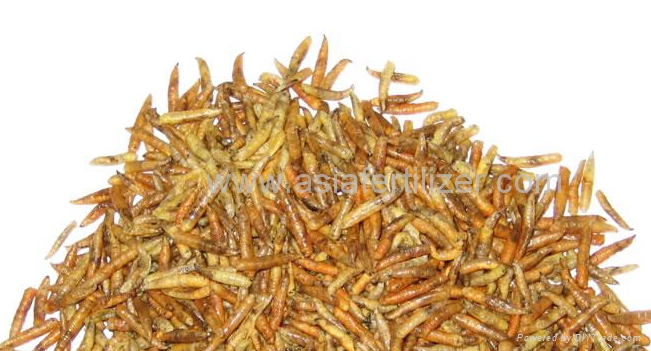 Dried Maggot Powder - Fushishan (Hong Kong Manufacturer) - Animal ...