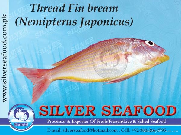 ThreadFin Bream (Nemipterus Japonicus) - 0303 - Silver Brand (Pakistan ...