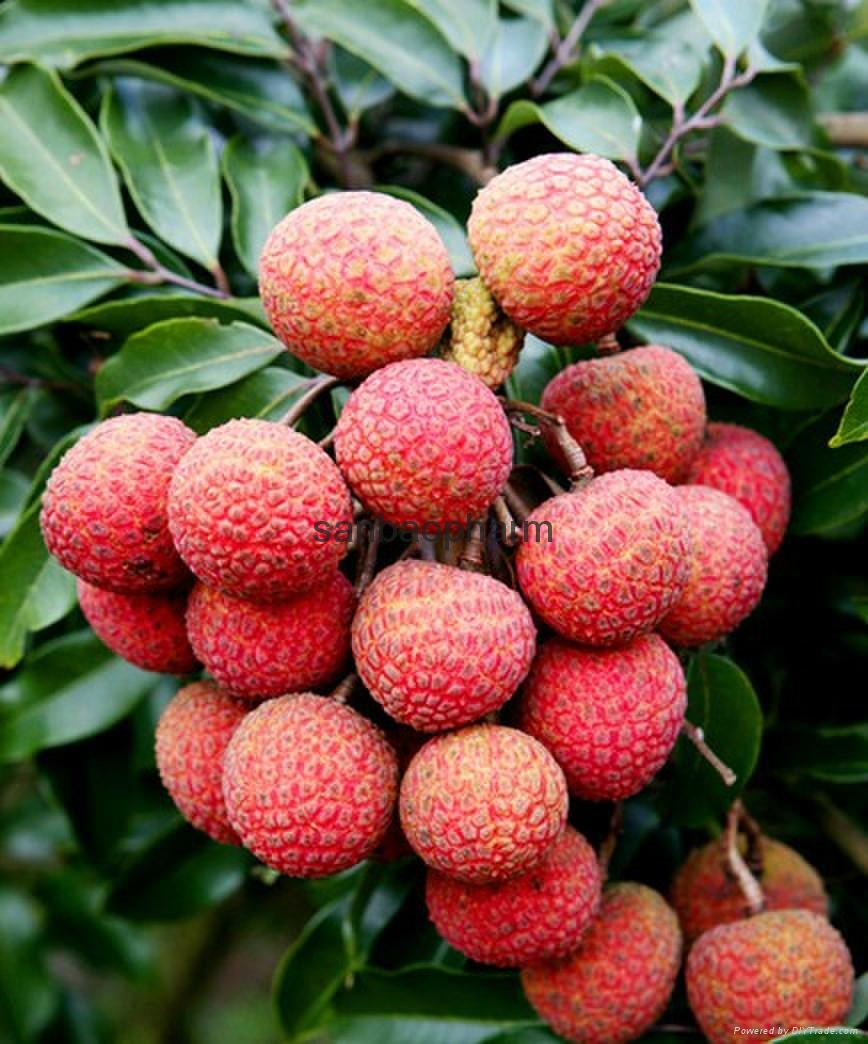 Litchee hulls extract - 多酚50%-70% - SUNBOW (China Manufacturer) - Plant ...