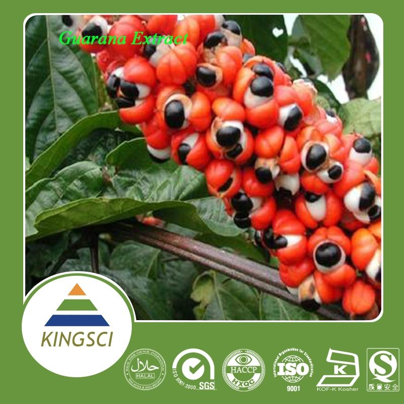 best quality guarana seed extract powder - KS-14 - KINGSCI (China ...