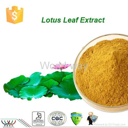Weight loss Lotus Leaf Extract - nuciferine - World-way (China ...