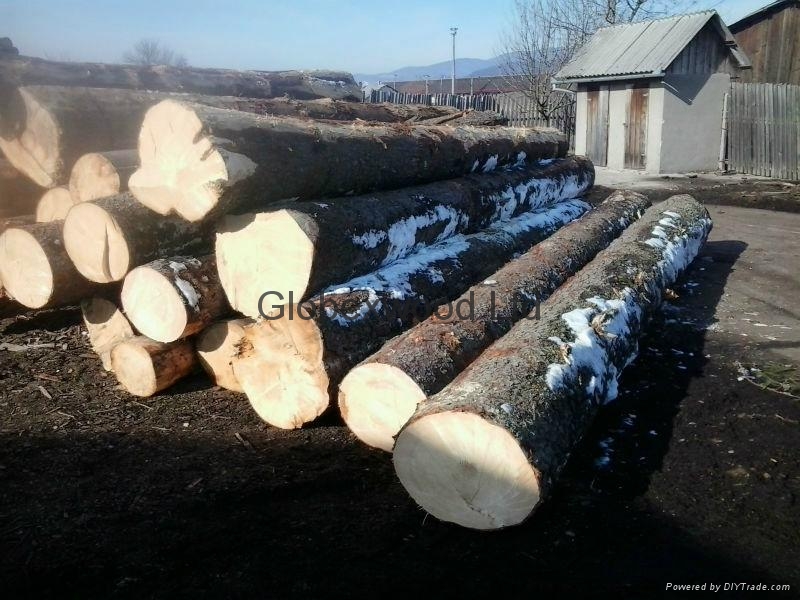 Spruce Logs for sale (Germany Manufacturer) - Timber & Plywood ...