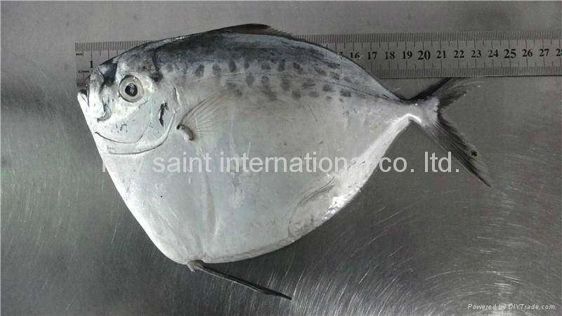 moon fish - KS-014 - KS (China Trading Company) - Aquatic Products ...