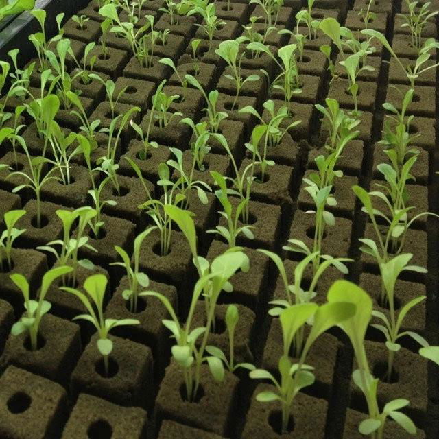 soilless mediums hydroponic substrates - TENLEAD (China Manufacturer ...