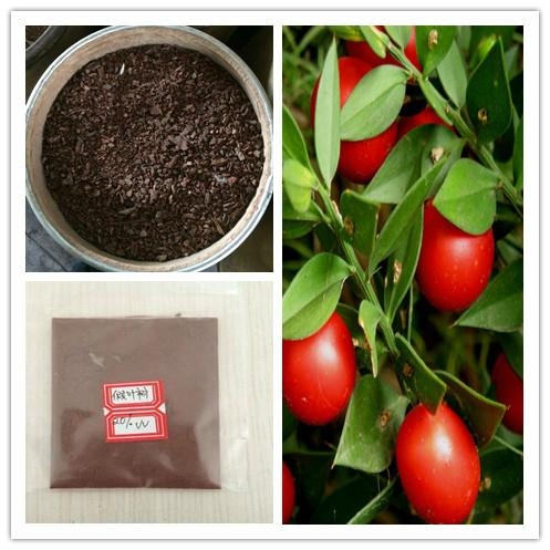 20%UV Ruscus aculeatus Butcher's Broom Root Extract Powder - 84012-38-4 ...