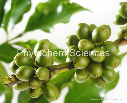 Green Coffee Bean Extract - 30%~50%绿原酸 - Phytochem Sciences (China ...