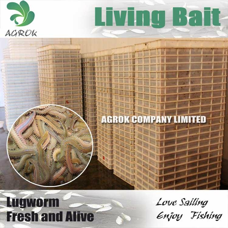 Living lugworm - AGROK (China Manufacturer) - Fishing Tackle ...
