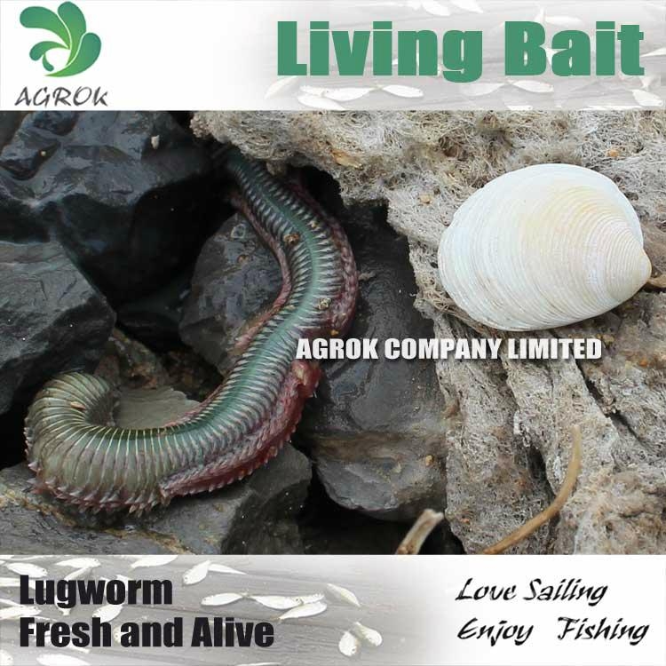 Living lugworm - AGROK (China Manufacturer) - Fishing Tackle ...