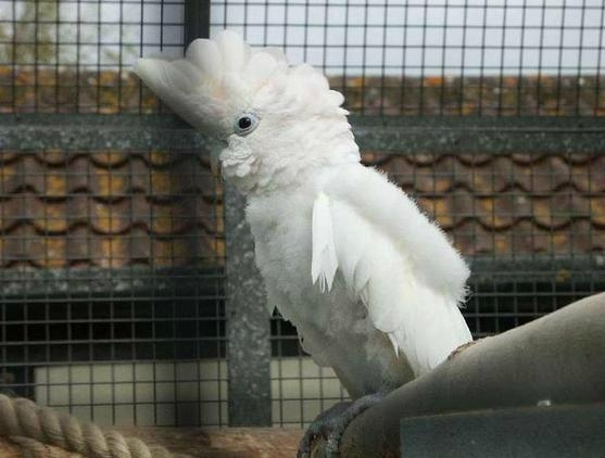 Beautiful cockatoos ready for new home - Cockatoo parrot (United States ...