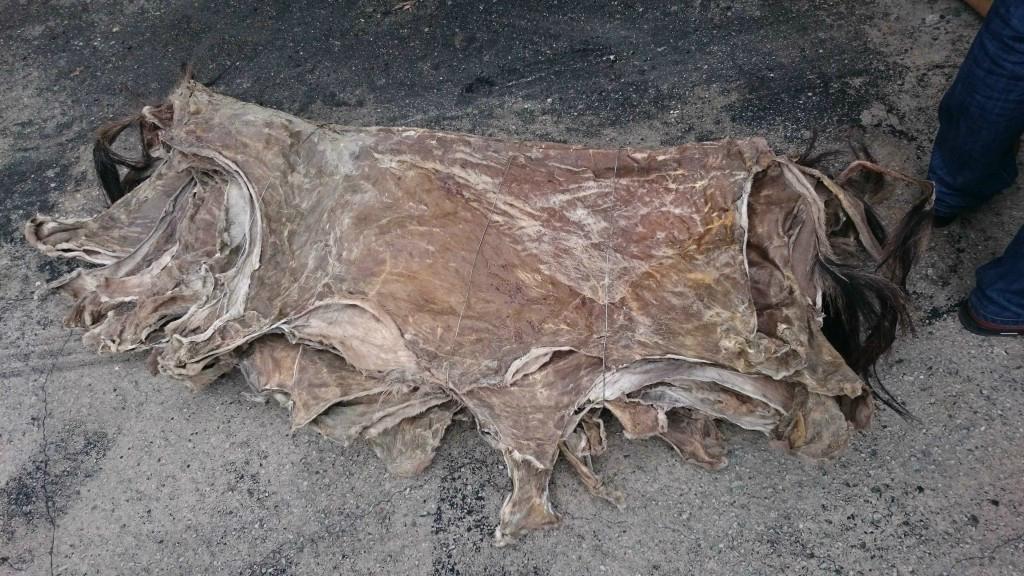 Dry donkey hides for sale (Kenya Trading Company) - Raw Hides and Skins ...
