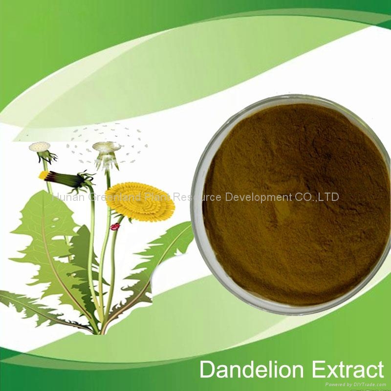 Factory price supply pure natural Dandelion extract - Greenland (China ...