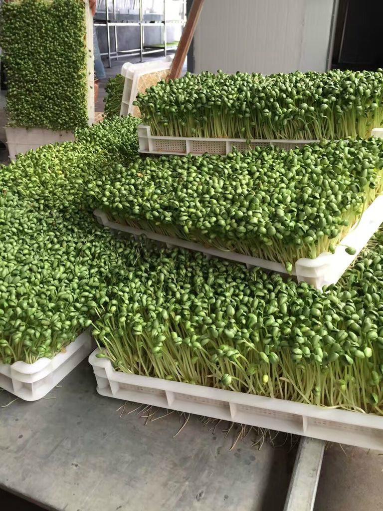 Germination machine/ Barley machine/ Seed germination machine - XS-144P ...