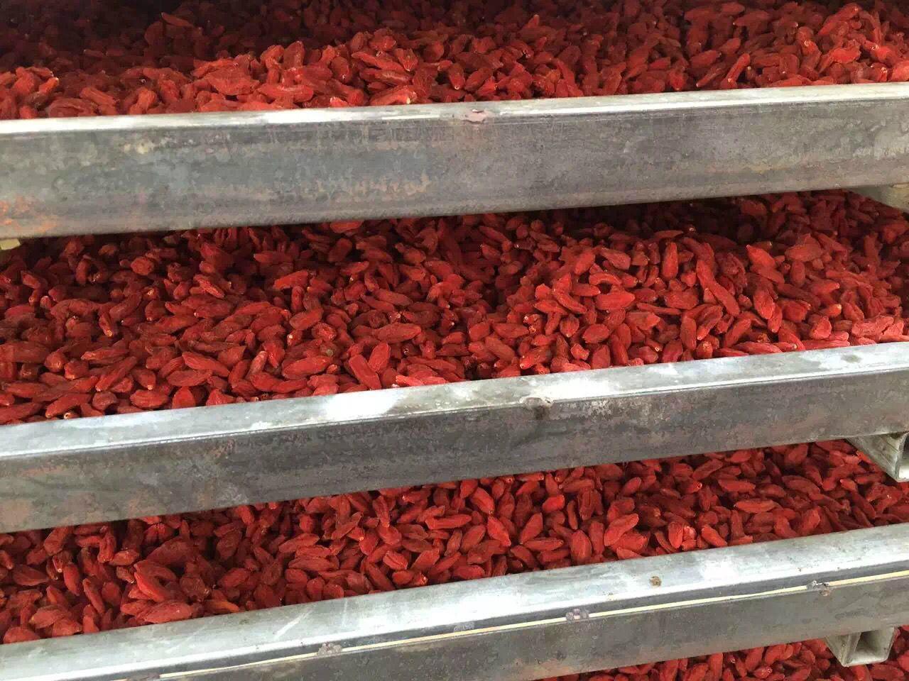 CHINESE MEDLAR DRIED - 280pcs/50g - qiyuanxin (China Manufacturer ...