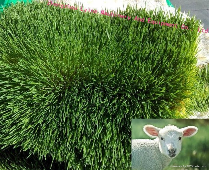 hydroponic barley grass sprout system barley grass growing equipment ...