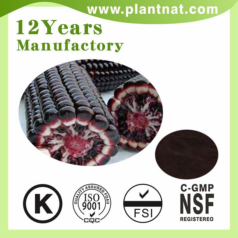 Purple corn extract - purplecorn - plantnat (China Manufacturer ...