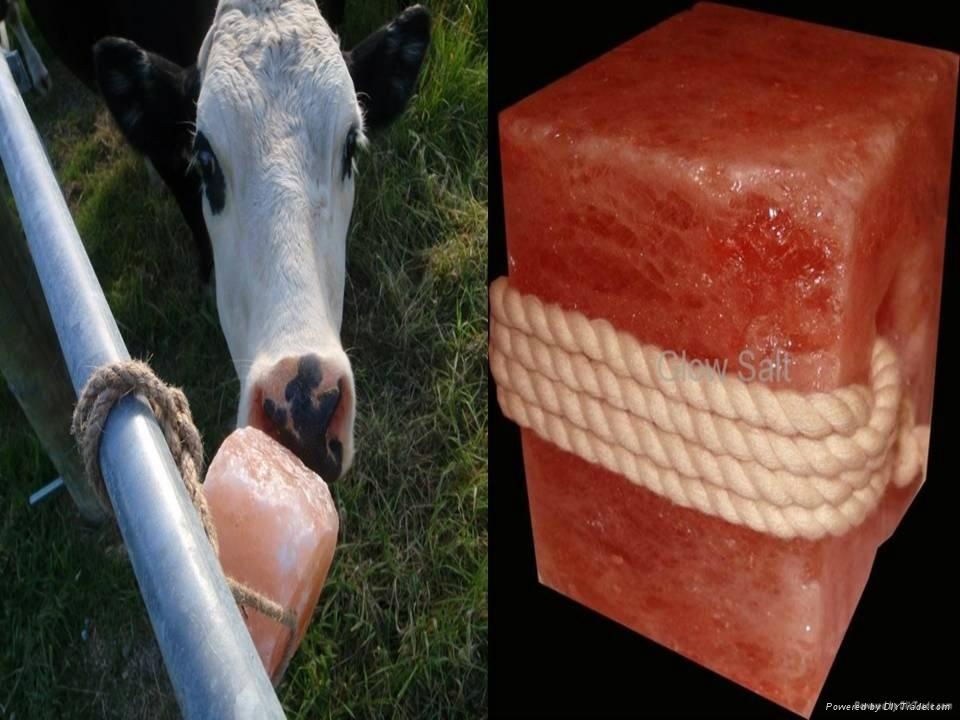 Himalayan Animal Natural Salt Lick - 106 - M&S (Pakistan Trading ...