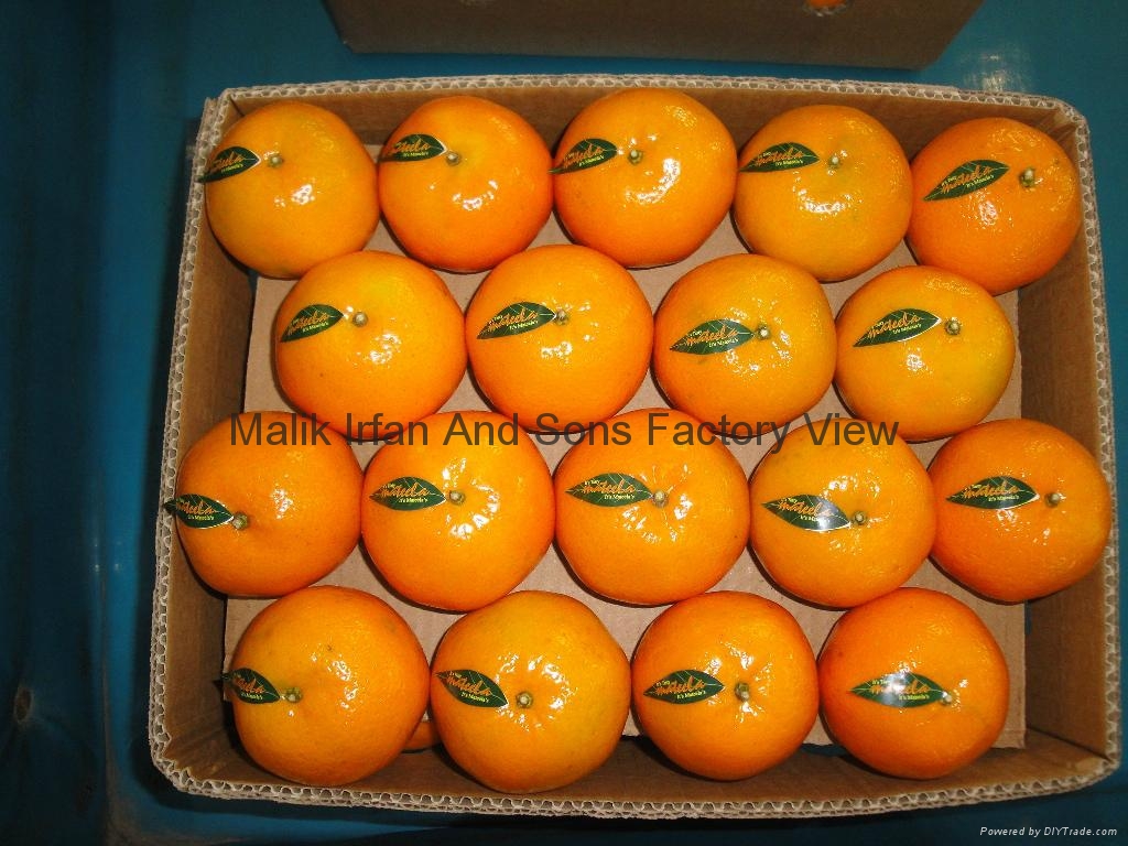 Mandarin Orange - 100 - M&S (Pakistan Trading Company) - Fruit ...