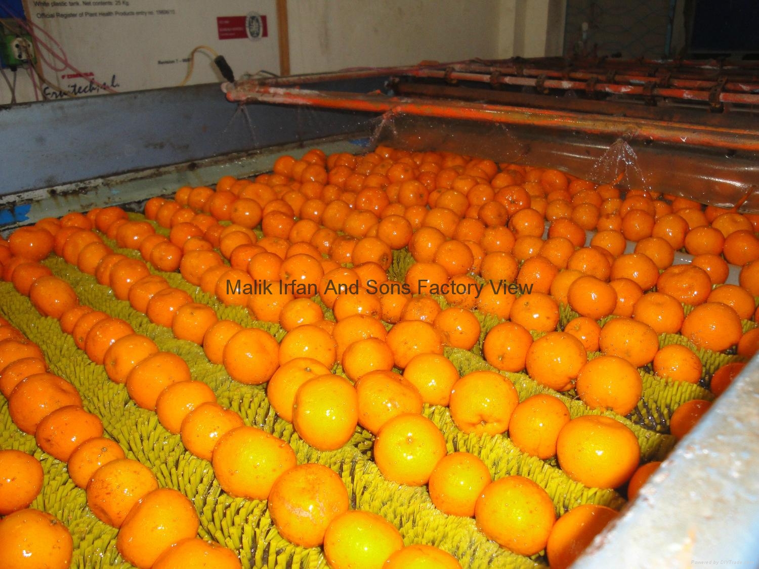 Mandarin Orange - 100 - M&S (Pakistan Trading Company) - Fruit ...