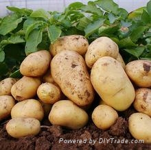200-300g Fresh farm potato Premium Quality Potato - 80-150g 150-200 ...