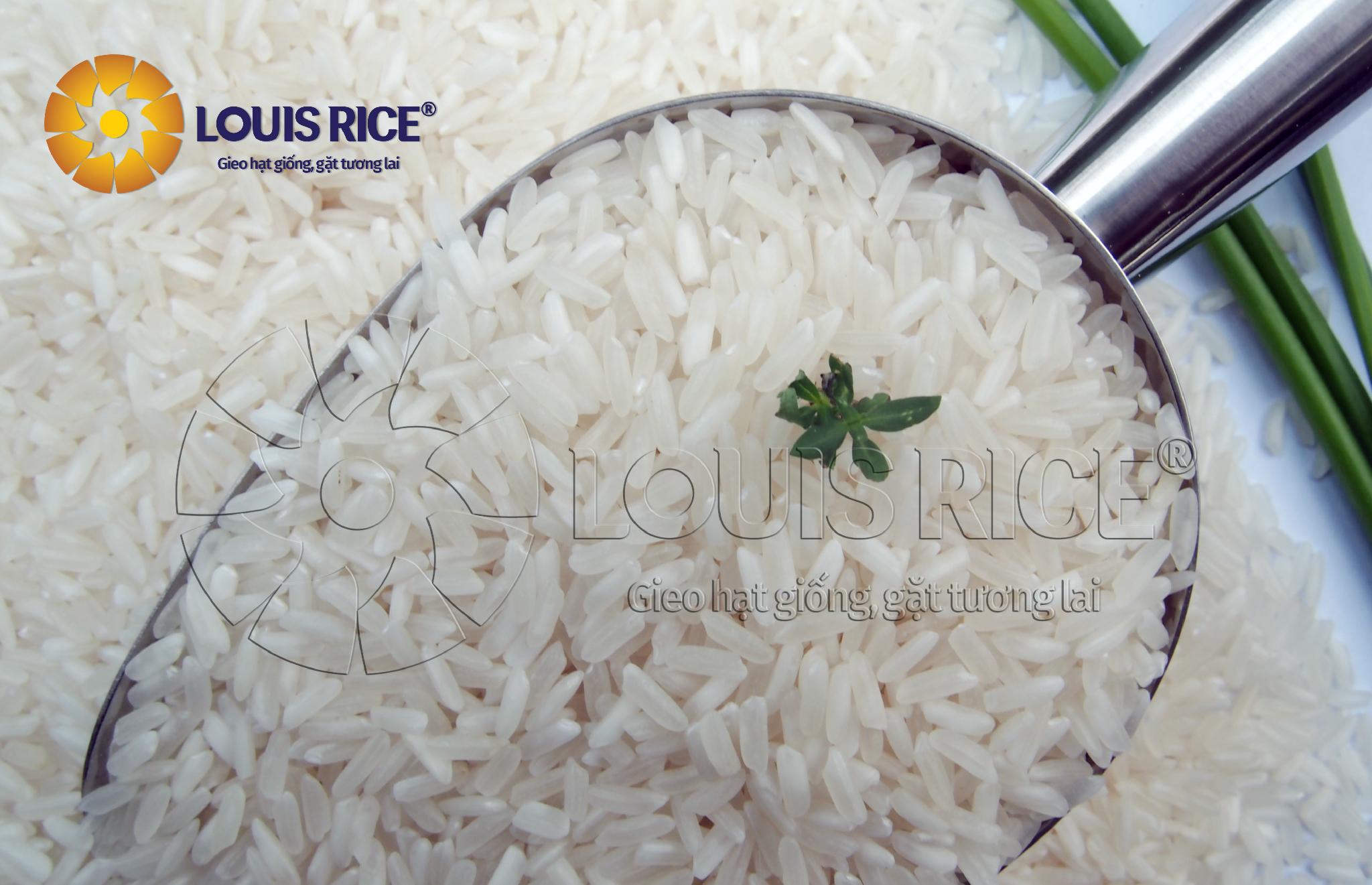 Vietnamese long grain white rice 5% broken - LR1 - Louis Rice (Vietnam ...
