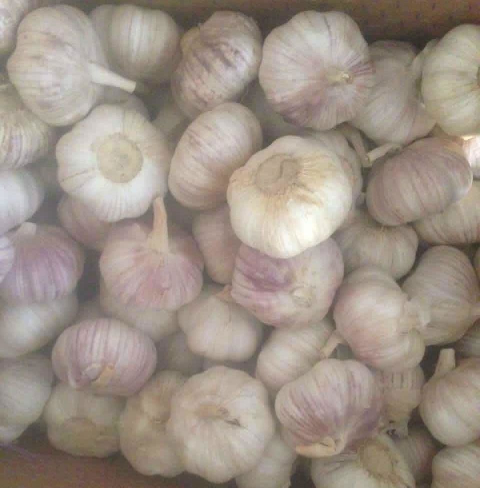 Fresh normal white garlic (China Manufacturer) - Other Agricultural ...
