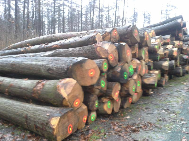 Red oak logs - european red oak logs (Belgium Trading Company) - Timber ...