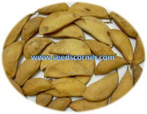 Pongamia Pinnata Seeds - 1207 (Pakistan Trading Company) - Plant Seeds ...