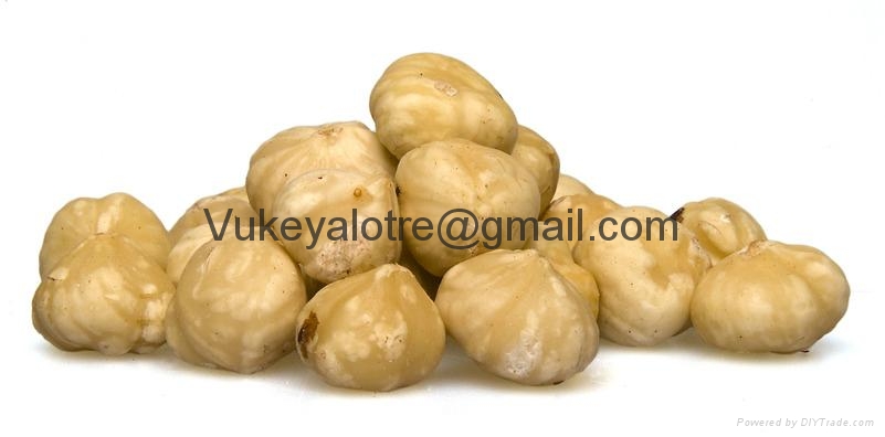 Hazelnuts (South Africa Trading Company) - Nuts Products - Processed ...