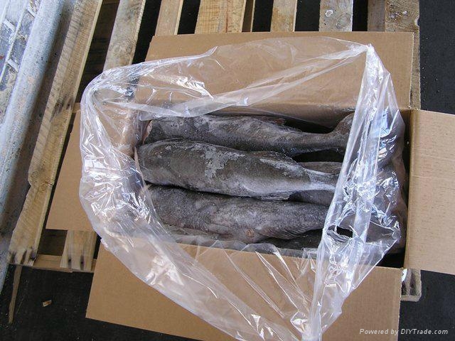 black cod fish - nature (Malaysia Trading Company) - Aquatic Products ...