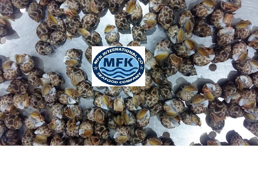 BAIGAI SHELL - 0021 - MFK (Pakistan Manufacturer) - Frozen Food ...