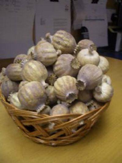 Dried poppy pods - poppypod (South Africa Trading Company) - Other ...