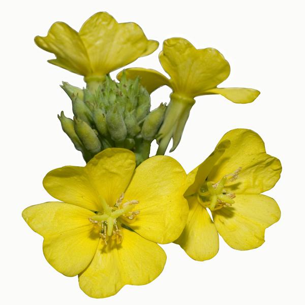 Natural Cold Pressed Bulk Evening Primrose Oil by China Manufacturer ...