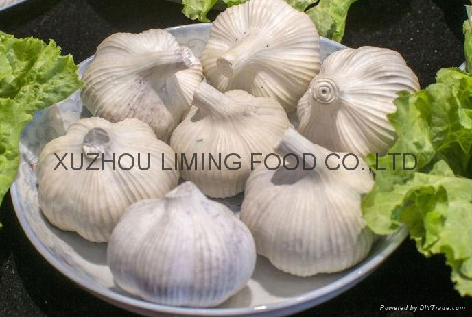 fresh garlic from china - zlm08 - ZLM (China Manufacturer) - Fresh ...